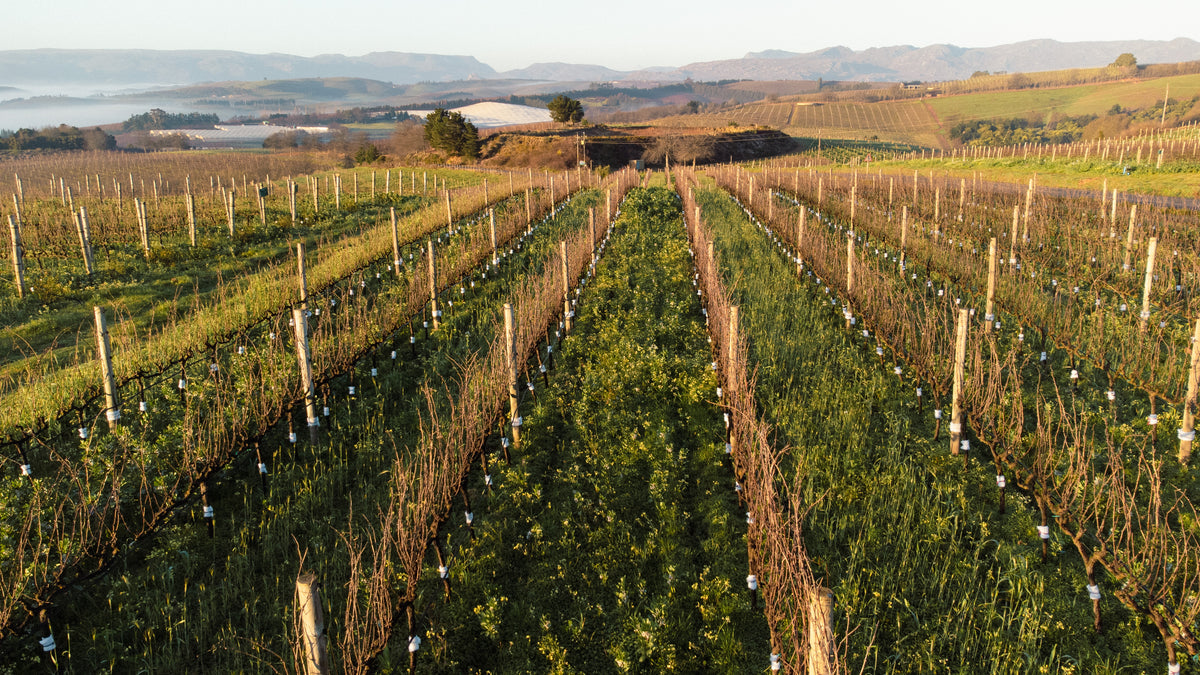 Announcing the birth of Organic Wines South Africa, a brand new wine ...