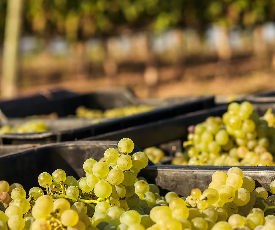 RADFORD DALE MARKS 25TH ANNIVERSARY WITH LAUNCH OF FOUR NEW WINES ...