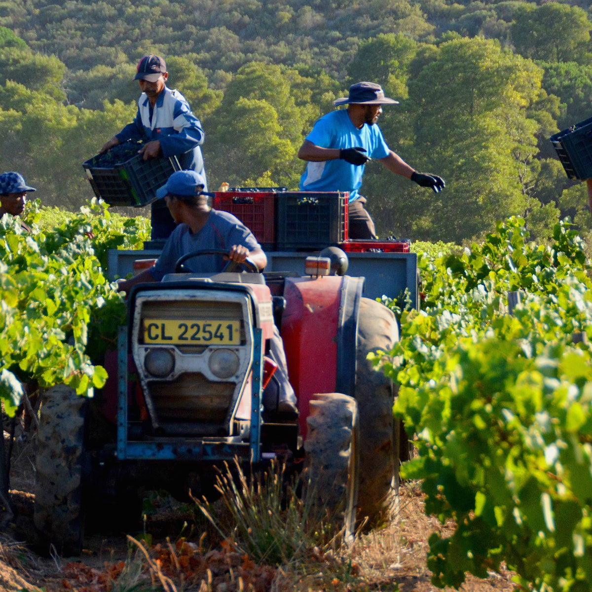 Radford Dale Vinum Gamay Noir - Wine of the Week for Tamlyn Currin
