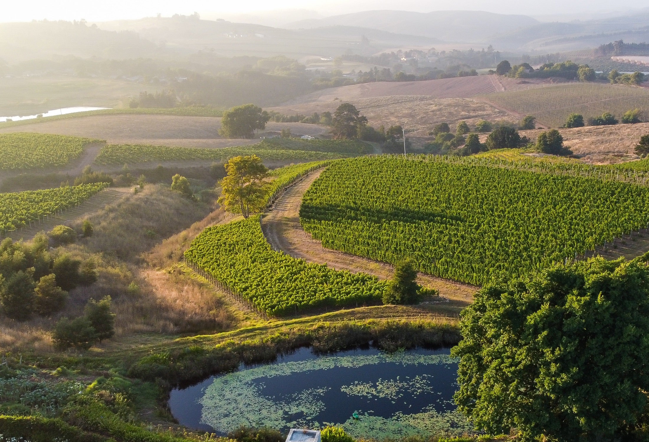 Organic wine making - Radford Dale wines South Africa
