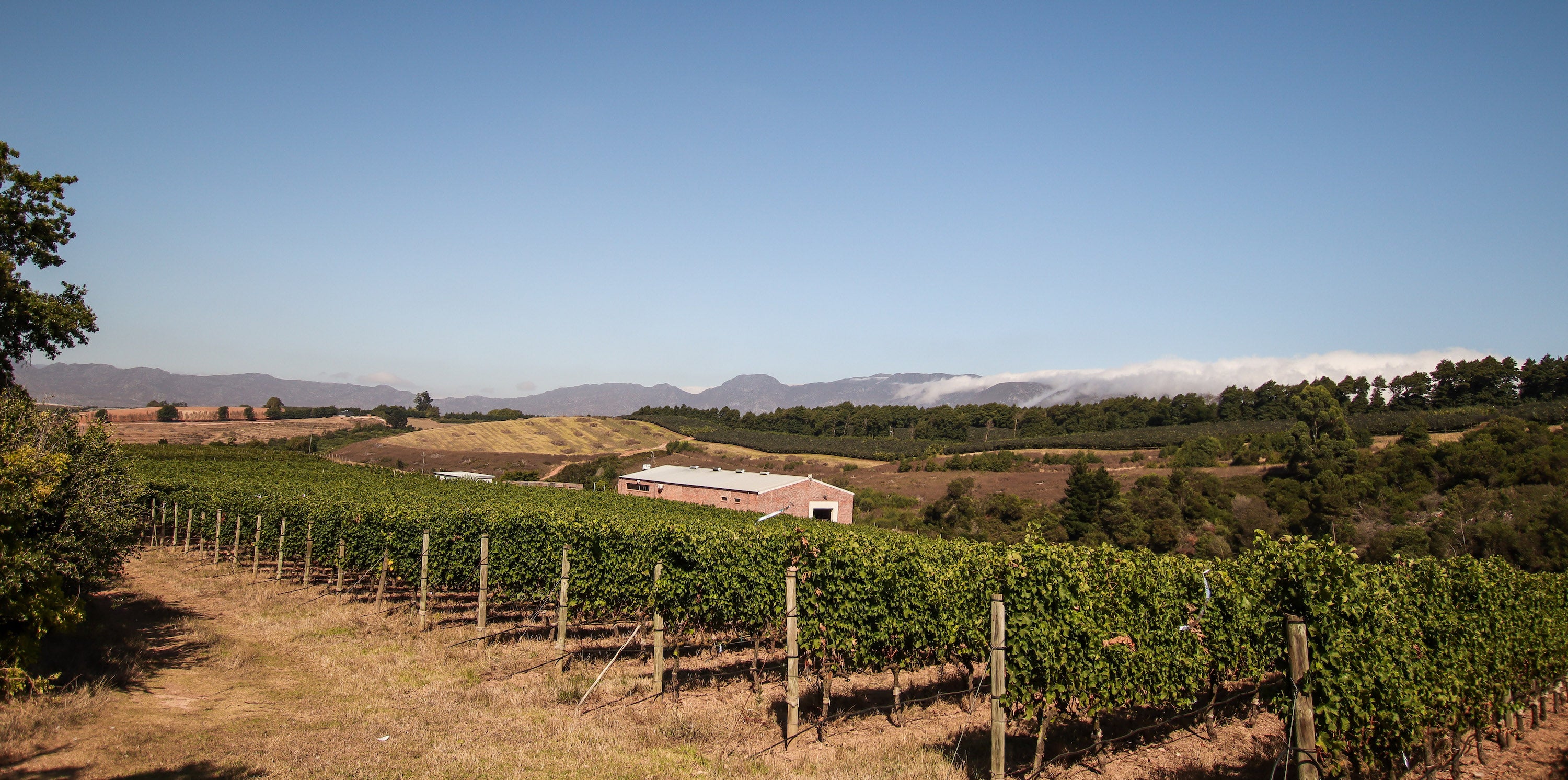 Organic wine making - Radford Dale wines South Africa